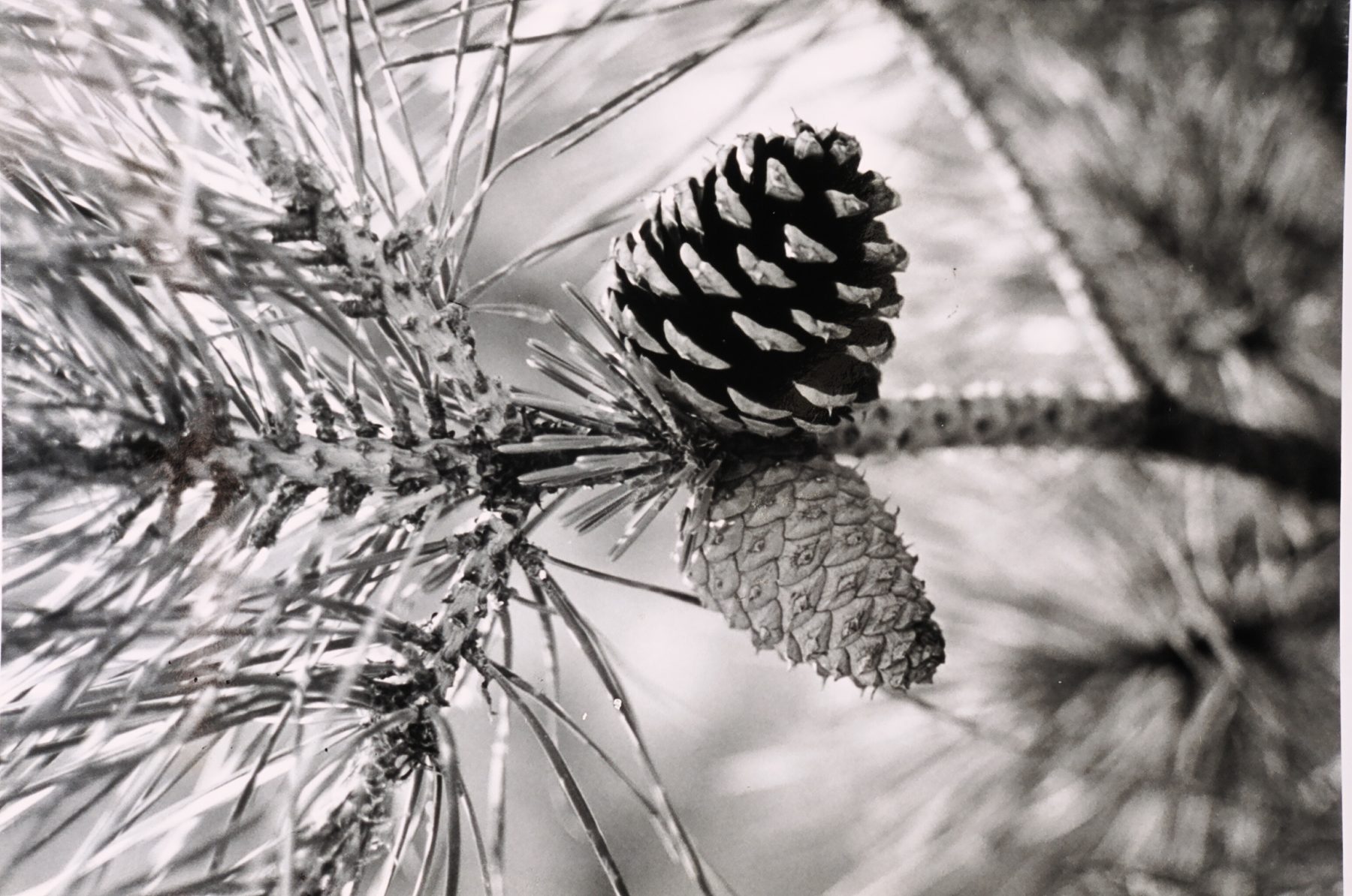 History of the Long Island Pine Barrens