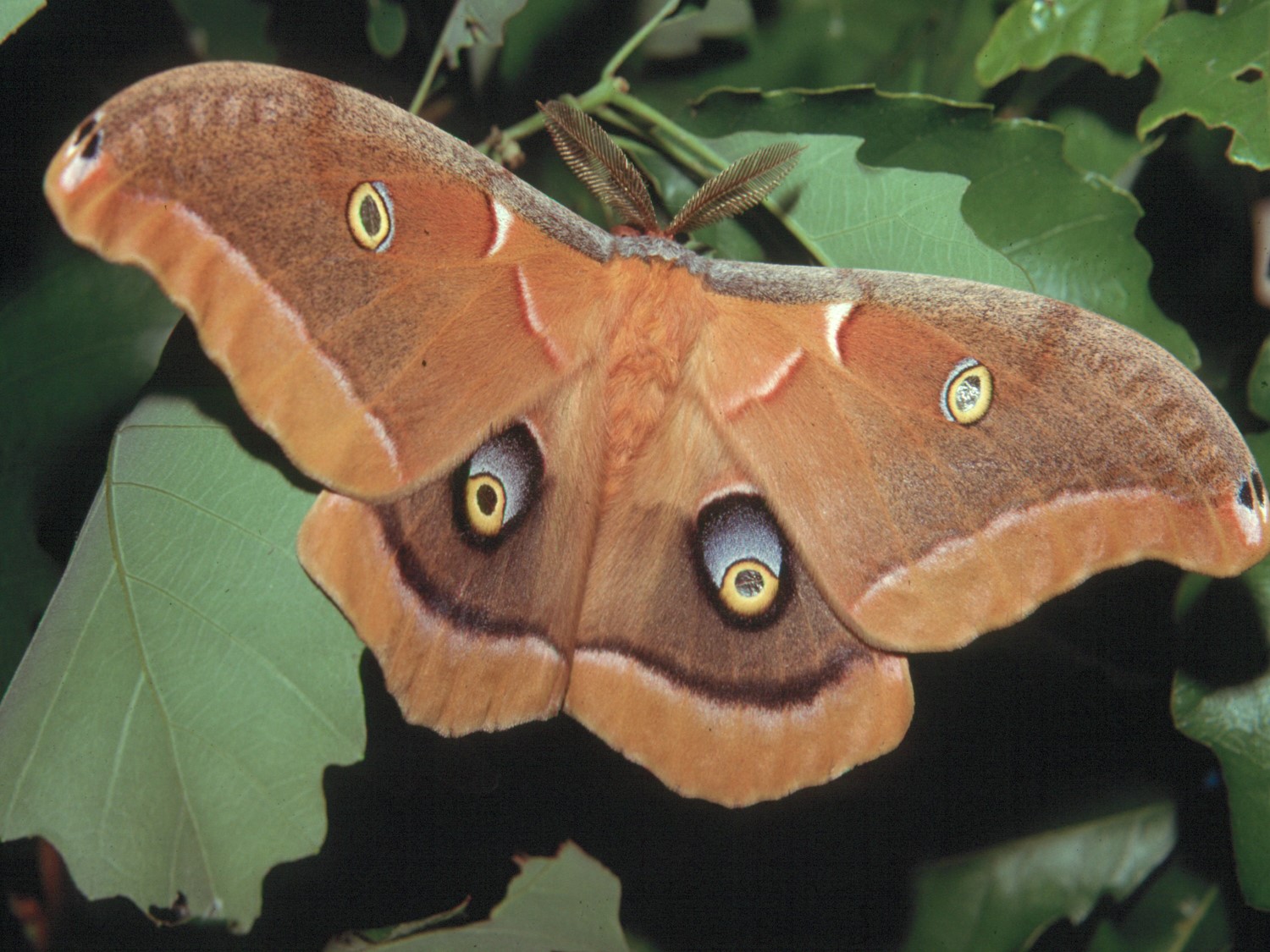 History of the Long Island Pine Barrens