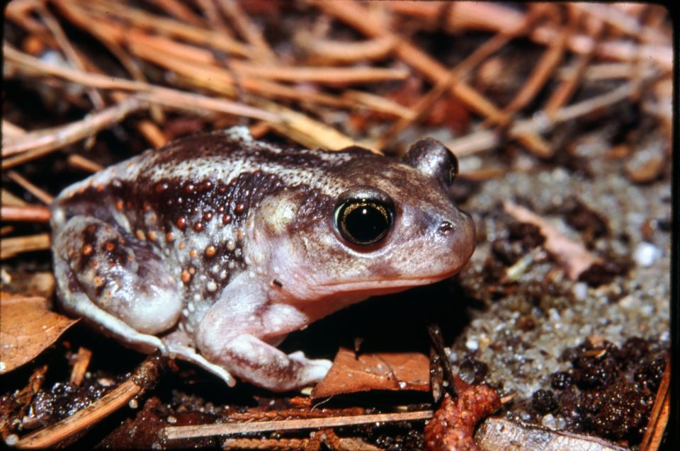 Photographing the Long Island Pine Barrens
