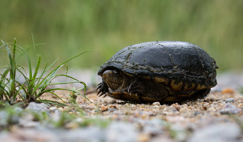 Endangered Species in the Long Island Pine Barrens