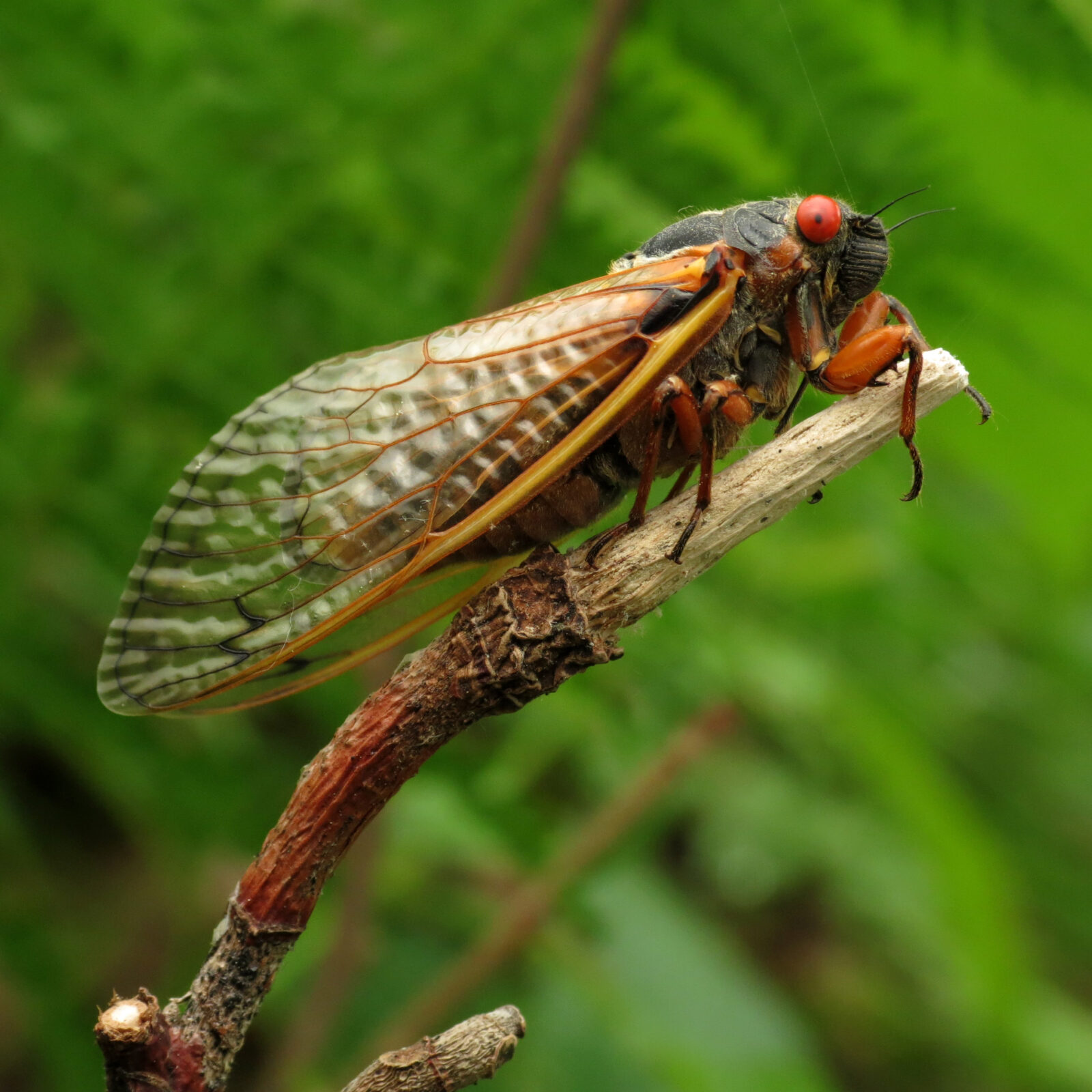 It's Cicada Season on the East Coast
