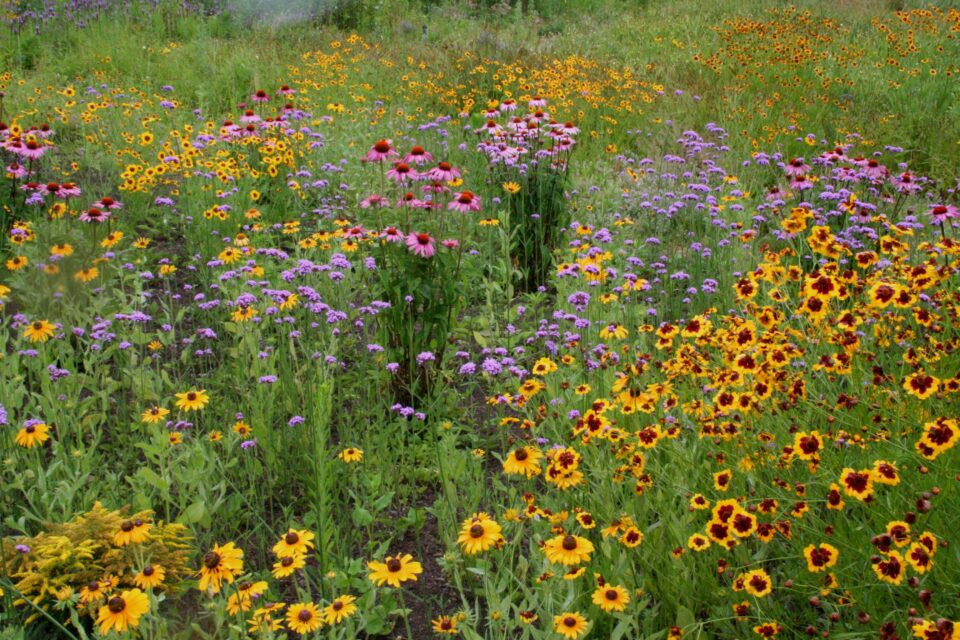 How do flowers know to bloom in the spring?