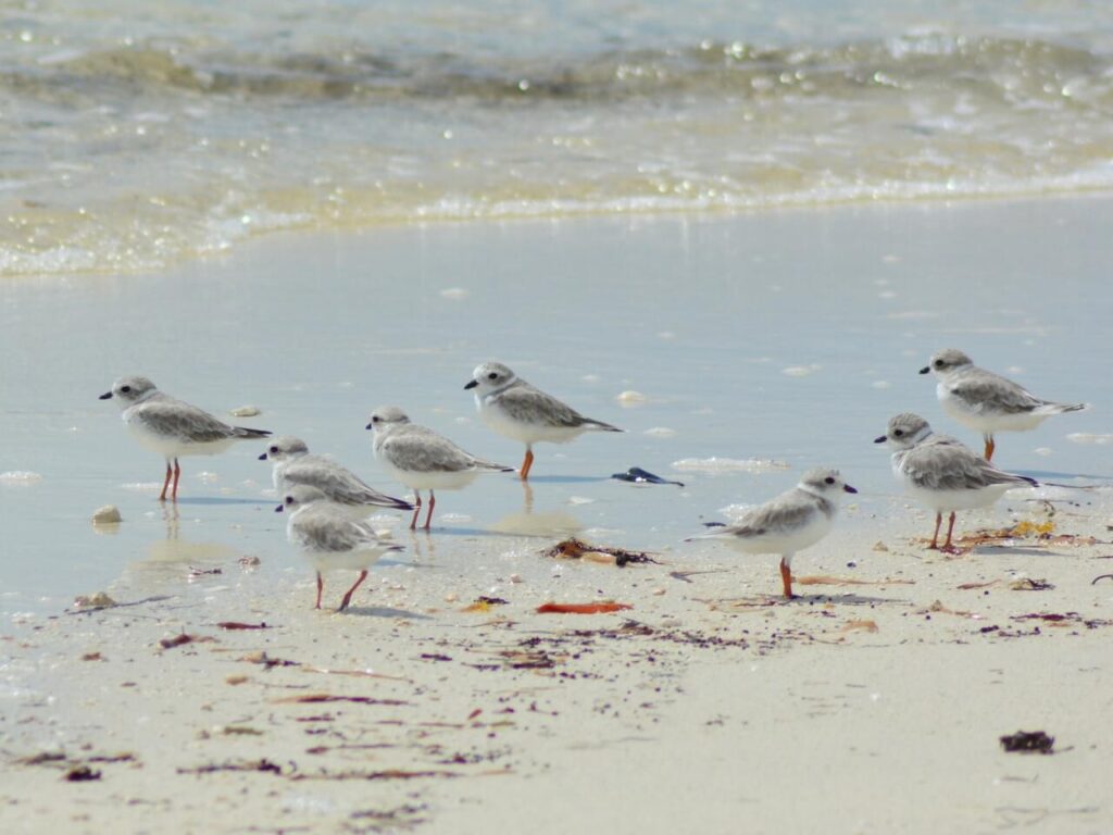 Endangered and Threatened Species on Long Island