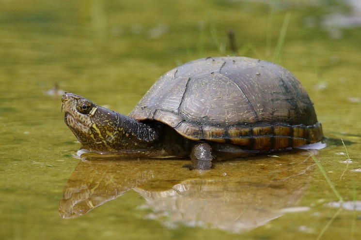 Endangered and Threatened Species on Long Island