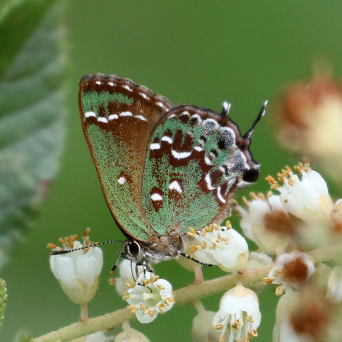 Endangered and Threatened Species on Long Island