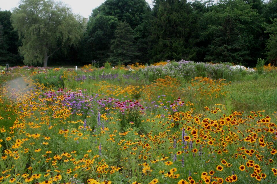 Rewilding: What it is and How to Do it