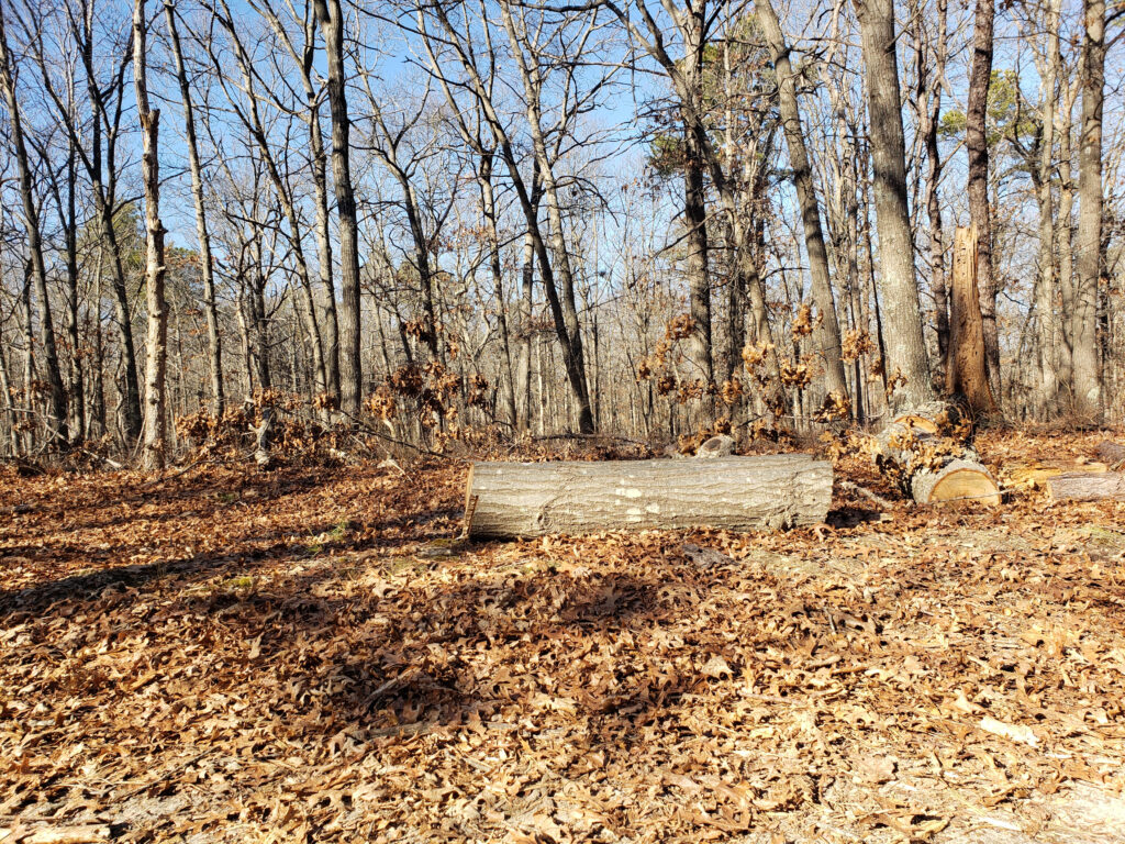 Finding a Seat in The Pine Barrens