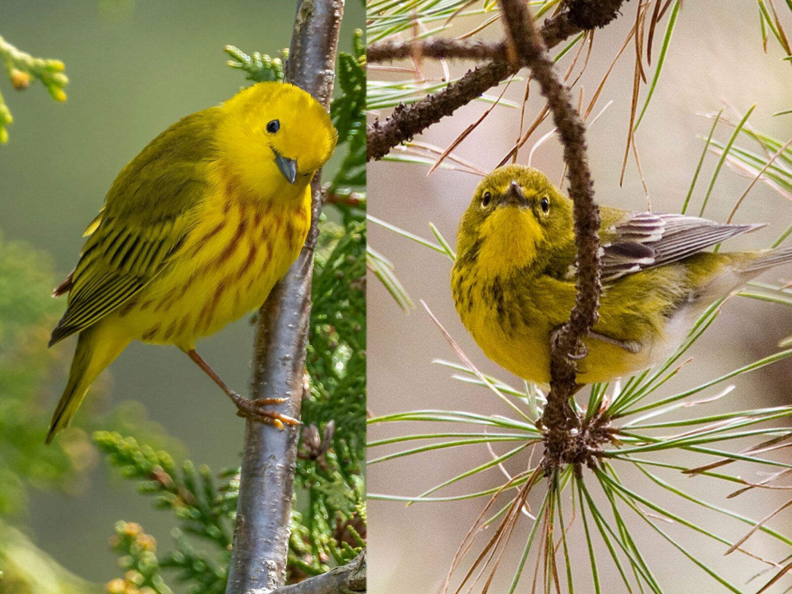 A Beginner's Guide to Bird Identification