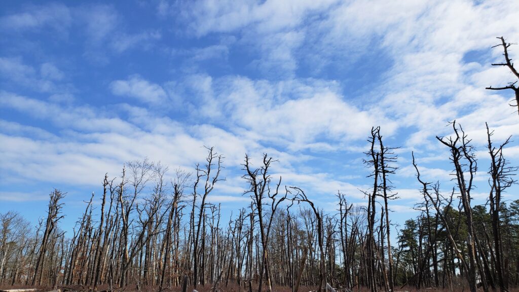 The Southern Pine Beetle Invasion